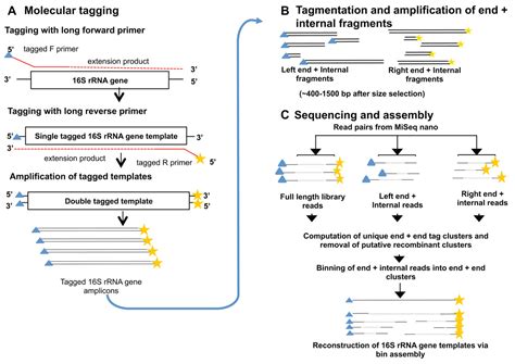 16s Rrna Sequencing Amplified Regions