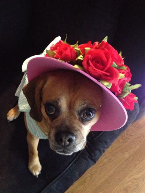 Ready For The Kentucky Derby Showgirl Lola The Puggle