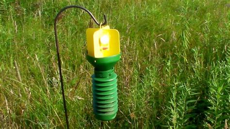 orchard diary 7 19 2013 tanglefoot japanese beetle traps youtube