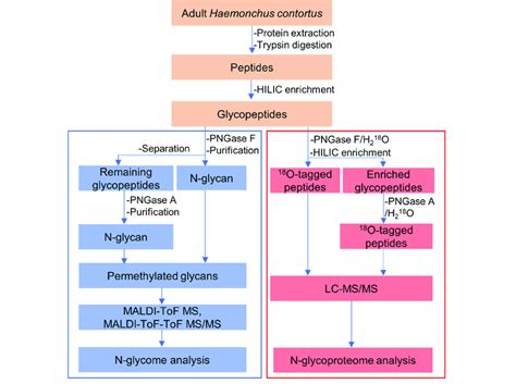 Workflow Of N Glycome And N Glycoproteome Analysis In Haemonchus