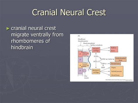 Ppt Neural Crest Cells And Axonal Specificity Powerpoint Presentation
