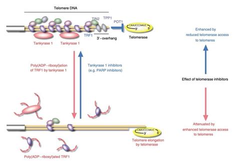Telomere Elongation By Tankyrase 1 And Impact On Telomerase Inhibitors