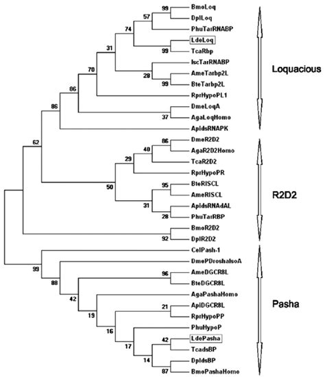 Phylogenetic Tree Of The Dicer Associated Double Strandedrna Binding
