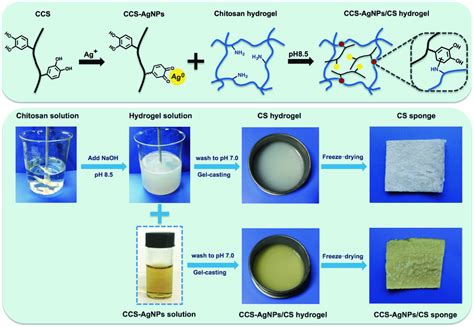 Schematic Representation And Preparation Procedure For Ccs Agnps Cs