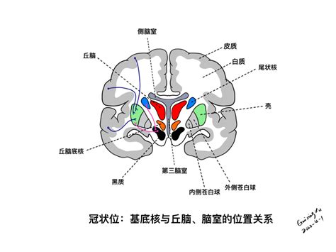 基底核与基底节区解剖与定位 位置 杏仁核 立体 丘脑 构成 健康界