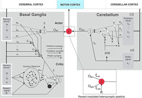 frontiers neuromodulatory adaptive combination of correlation based