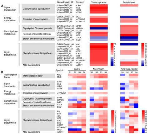 Cells Free Full Text Integration Of Transcriptome Proteome And
