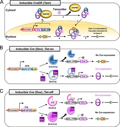 Cre And Lox P Recombinase Presentation