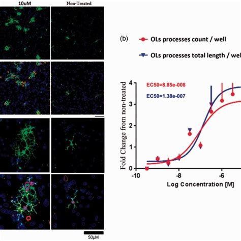 Morphology Based Oligodendrocyte Precursor Differentiation Assay Mouse