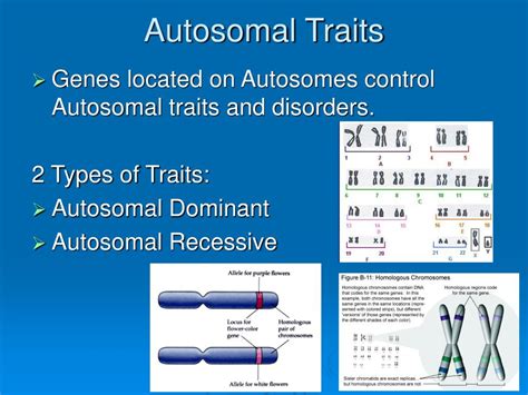 Ppt Human Genetics Powerpoint Presentation Free Download Id 226677