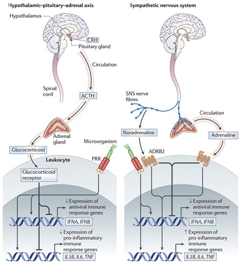Central Nervous System Regulation Of Innate Immune Response Gene