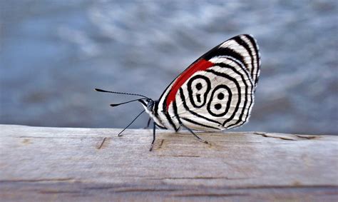 La Mariposa 88 Y 89 Una Curiosa Especie Con Números En Sus Alas