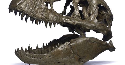 Dinosaur Fossils T Rex