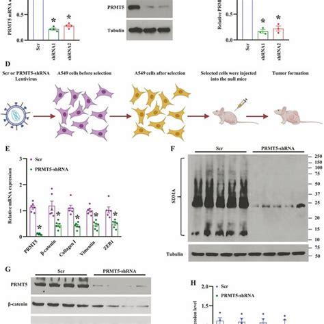 Silencing Of Prmt5 Reduces Emt Related Markers In Vivo A The Mrna