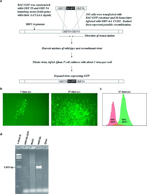 Fig S5 Microscopic Images And Fluorescent Cell Sorting Of Gfp