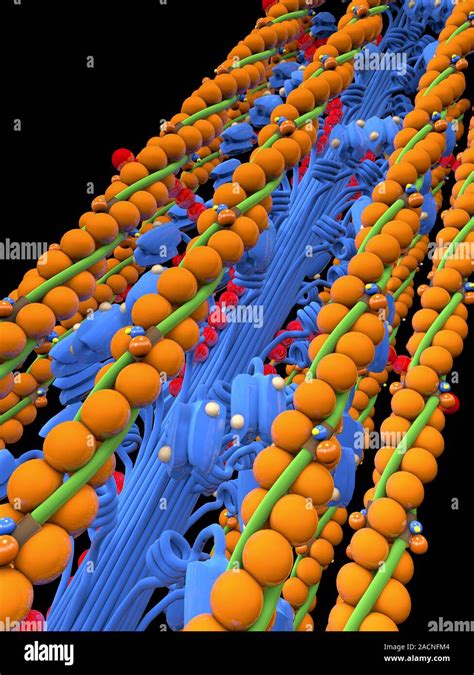 Computer Artwork Of The Molecular Actin Myosin Muscle Structure The