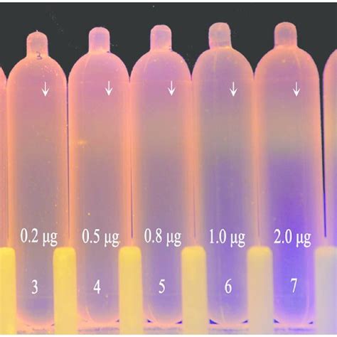 detection limit of environmental dna in cscl density gradients stained