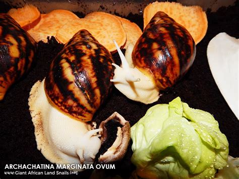 Archachatina Marginata Giantafricanlandsnails