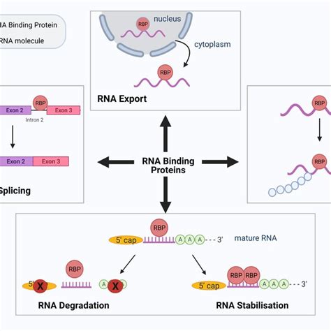 Schematic Diagram Summarizing The Various Roles Of Rna Binding Proteins