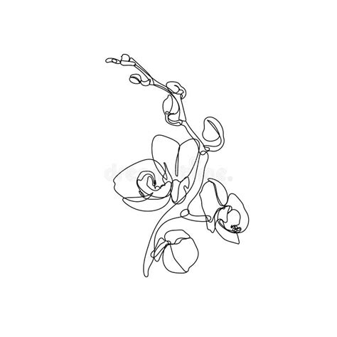 One Single Line Drawing Of Orchid Flower Stock Vector Illustration Of