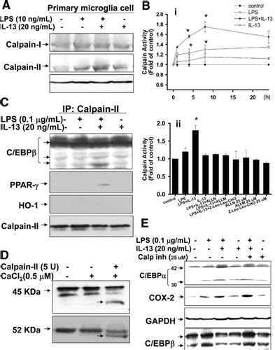 Reciprocal Modulation Of C Ebp‐α And C Ebp‐β By Il‐13 In Activated