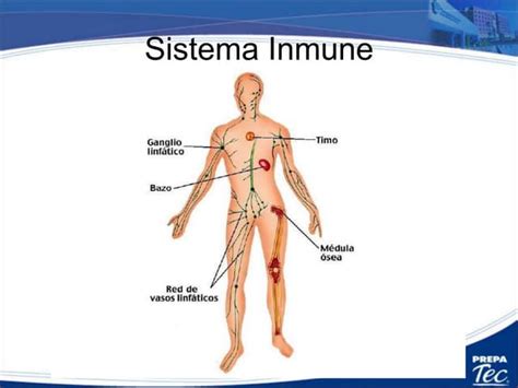 Sistema Inmune Ppt