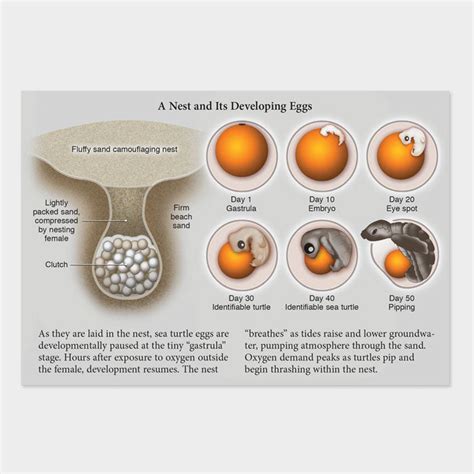 Turtle Embryology Stages Of Development