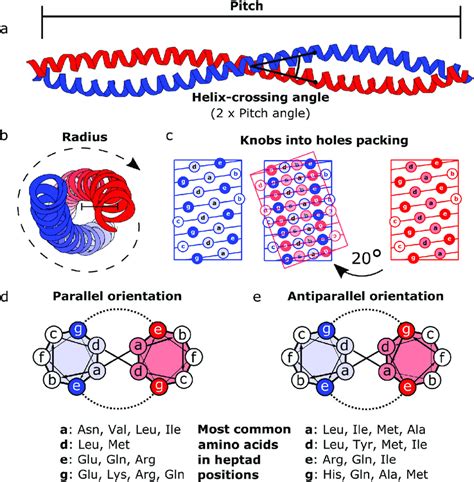 Schematic Representation Of The Coiled Coil Structure And Interaction