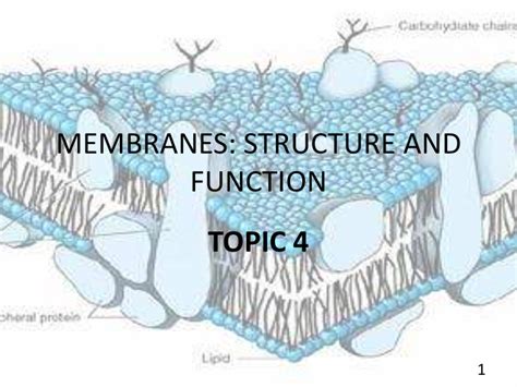 [ppt] Membranes Structure And Function Topic 4 1 Biomedical