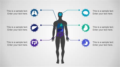Diagrams Of The Human Body