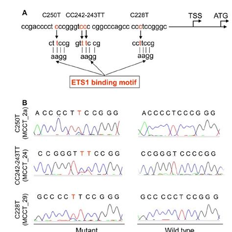 Tert Promoter Mutations Identified In Tumors Derived From Patients With