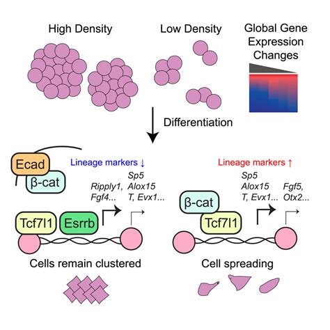 β Catenin Links Cell Seeding Density To Global Gene Expression During