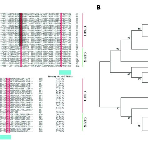 multiple sequence alignment and phylogenetic tree of cfsh mature