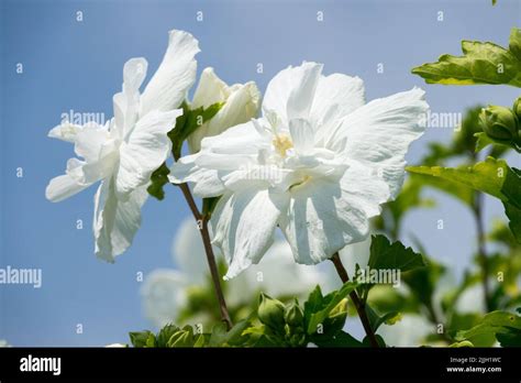 Hibiscus Syriacus Diana White Roses Of Sharon Althea Hibiscus