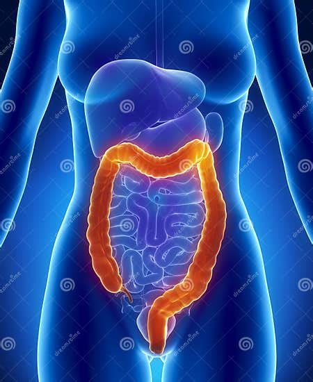 Female Colon Appendix Anatomy Stock Illustration Illustration Of