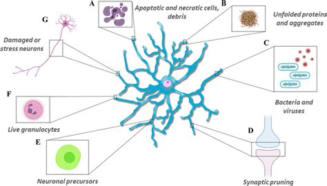 Microglial Cells