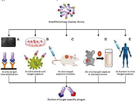 Figure 3 From Phage Display Derived Peptides For Alzheimers Disease