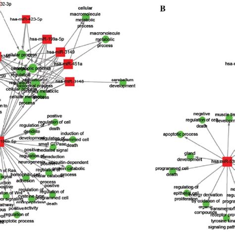 Mirna Go Network Analysis Target Genes Of The Dysregulated Mirnas Are