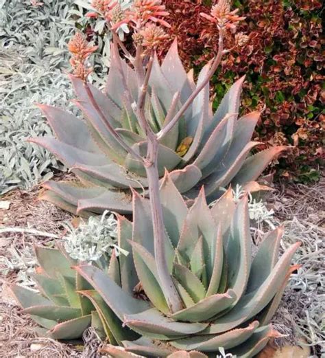 Aloe Striata Hybrid Succulent Guide
