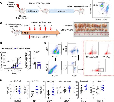 联合scrna Seq、merip Eseq、rna Seq和ribo Eseq，7张图为你揭示m6a阅读器ythdf1在抗结直肠癌免疫中的作用