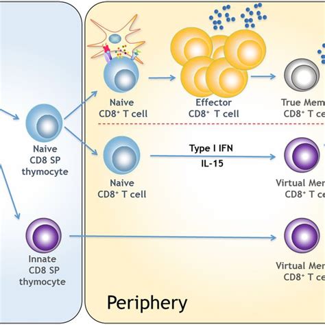 Pdf Memory Cd8 T Cells Orchestrators And Key Players Of Innate