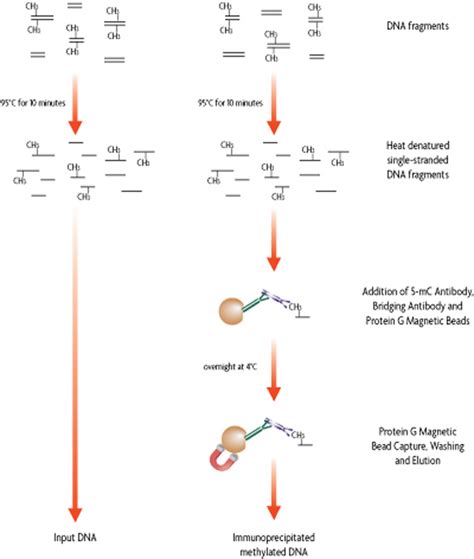 active motif medip methylated dna immunoprecipitation for