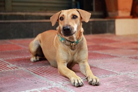 犬との主従関係を築くしつけのポイントとは？ しぐさや行動でわかる犬の気持ち！効果的なしつけ方法も紹介！