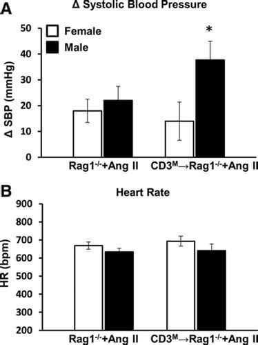 Sex Differences In T Lymphocyte Tissue Infiltration And Development Of