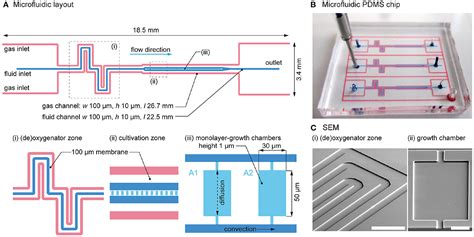 Frontiers Enabling Oxygen Controlled Microfluidic Cultures For