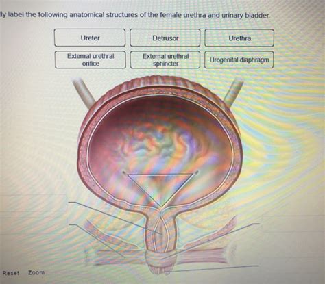 36 correctly label the following anatomical structures of the female