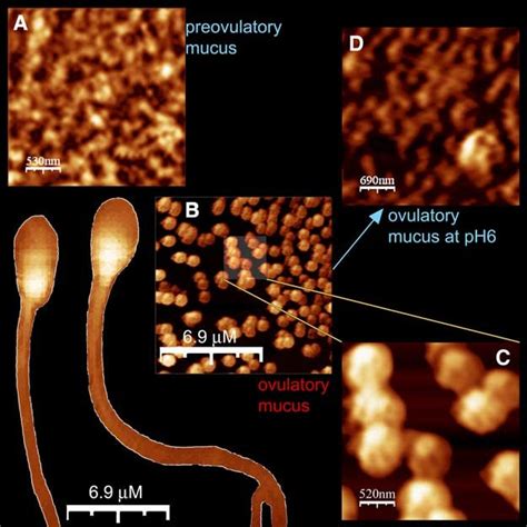 Different Structures Of Human Cervical Mucus During The Menstrual