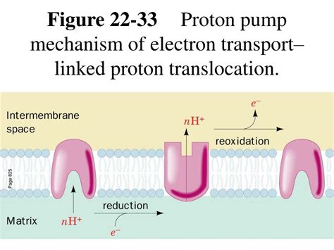Ppt Figure 22 29 Coupling Of Electron Transport Green Arrow And