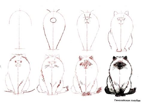 Кошка умывает котенка рисунок Как нарисовать кота советы начинающим