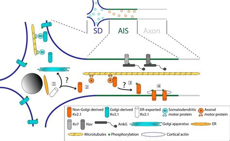 Two Distinct Secretory Pathways For Differential Kv2 1 Localization In